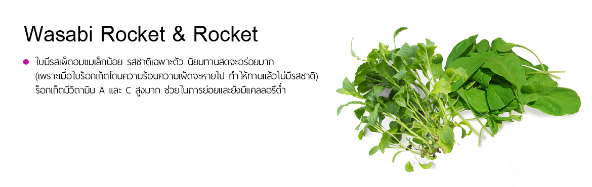 Wasabi Rocket & Rocket - ผักสด ผักสลัด ฟาร์มผักออแกนิกส์ ฟาร์มผักไฮโดร ...